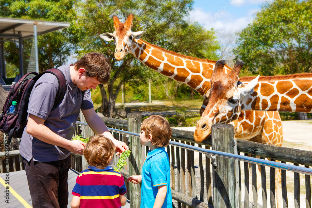 Two little kids boys and father watching and feeding giraffe in zoo ...