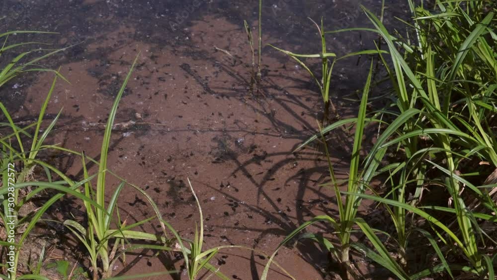 Tadpoles are swimming in shallow pond. Early stage frog tadpoles of ...