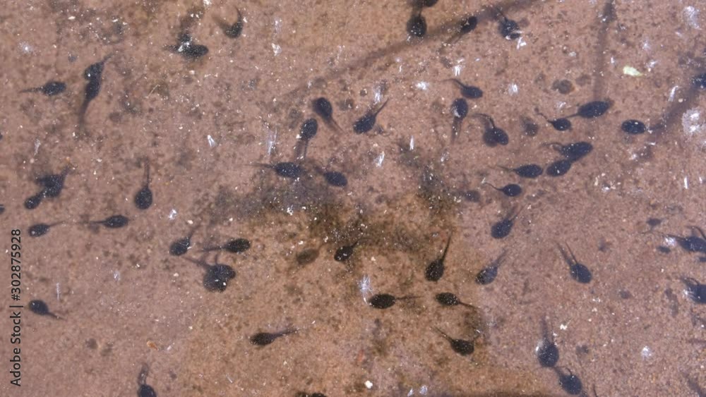Many small black tadpoles swimming in shallow pond with sand bottom ...