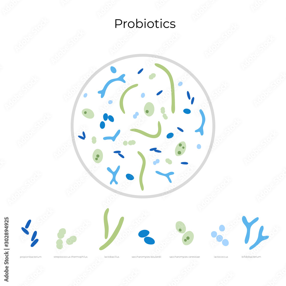 Vector isolated illustration of probiotics Stock Vector | Adobe Stock
