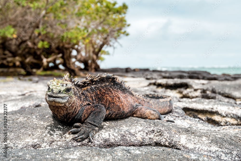 galapagos marine iguanas sits on a black volcano stone near the sea of ...