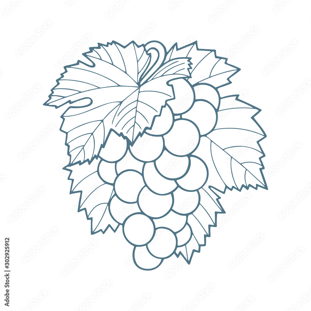 Grape and leafs ornament. Grape bunch outline vector illustration ...