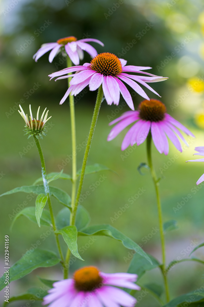 vertical outdoor shot of coneflower (Echinacea purpurea) with open and ...