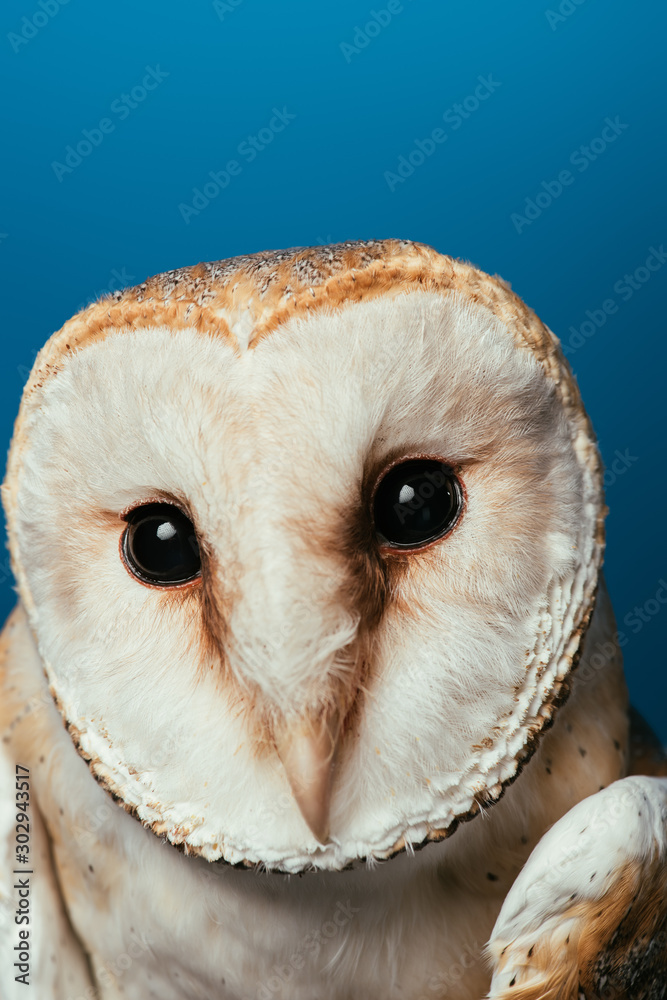 Fluffy Barn Owl
