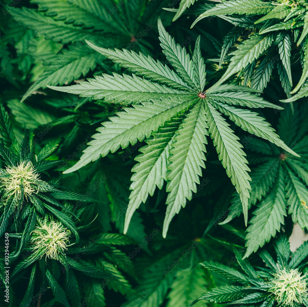 cannabis indica leaves terpenes and marijuana varieties CBD and THC 素材庫 ...