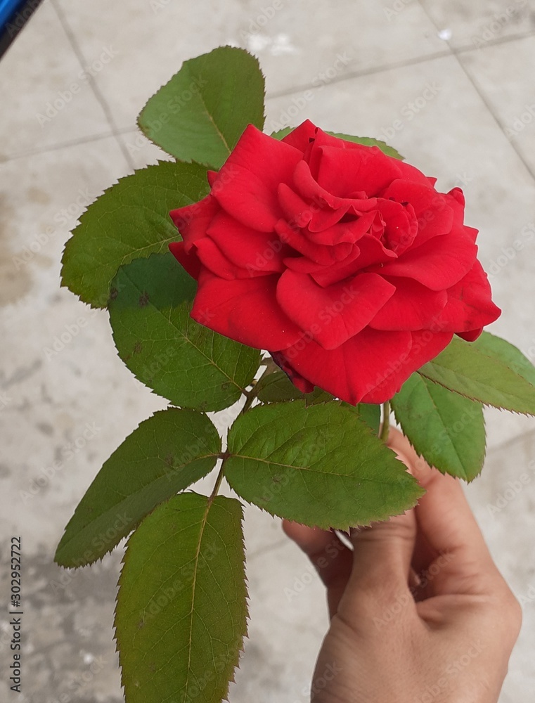 Gulaab ka phool, A girl holding red rose in her hand. Stock Photo ...