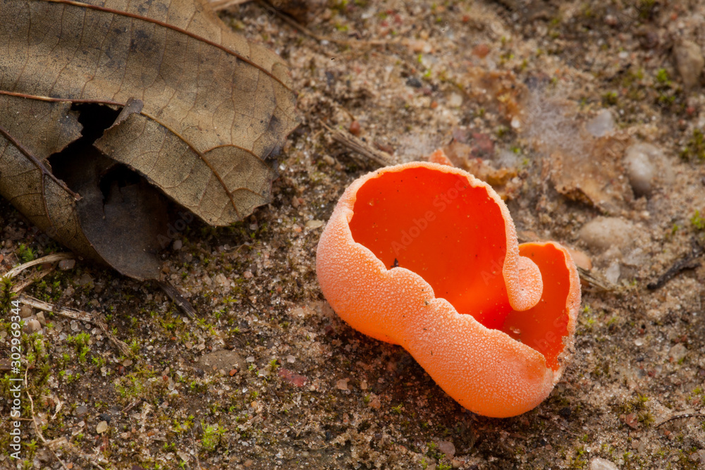 Fotka „Orange peel fungus (Aleuria aurantia) growing on bare ground ...