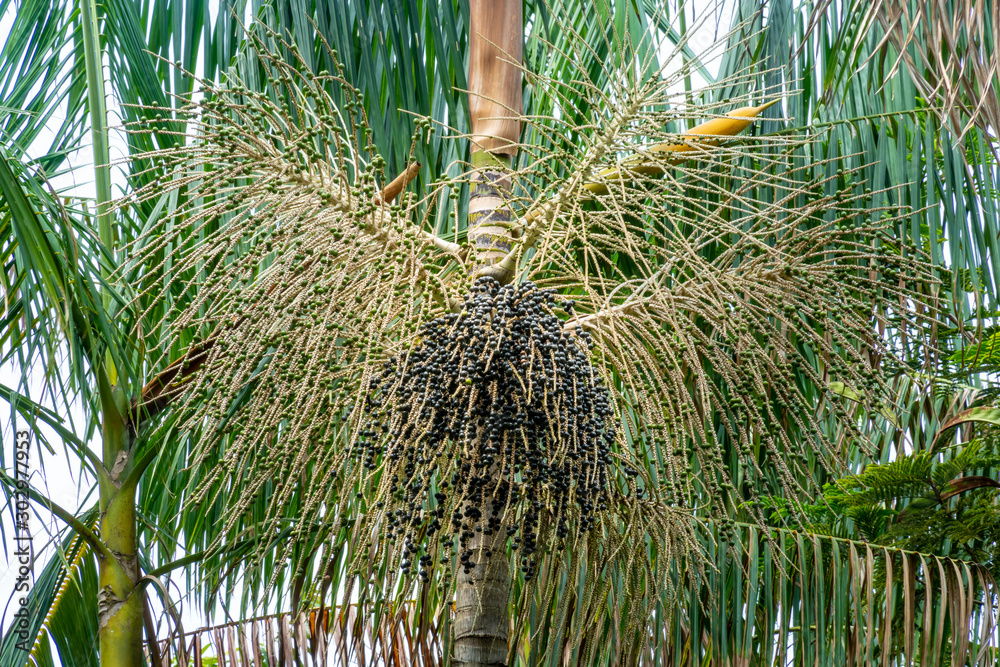 Acai palm tree with acai berry bunch in the amazon rainforest. Concept ...