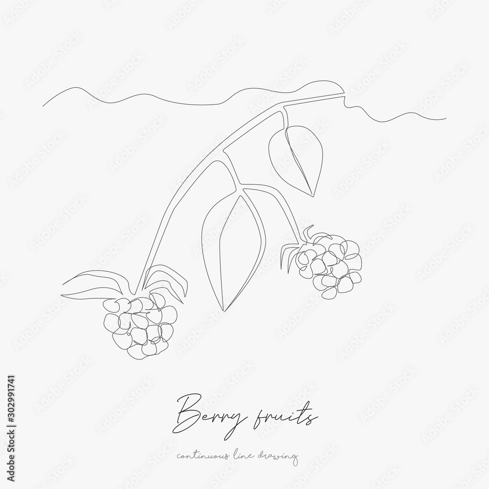 continuous line drawing. berry fruits. simple vector illustration ...