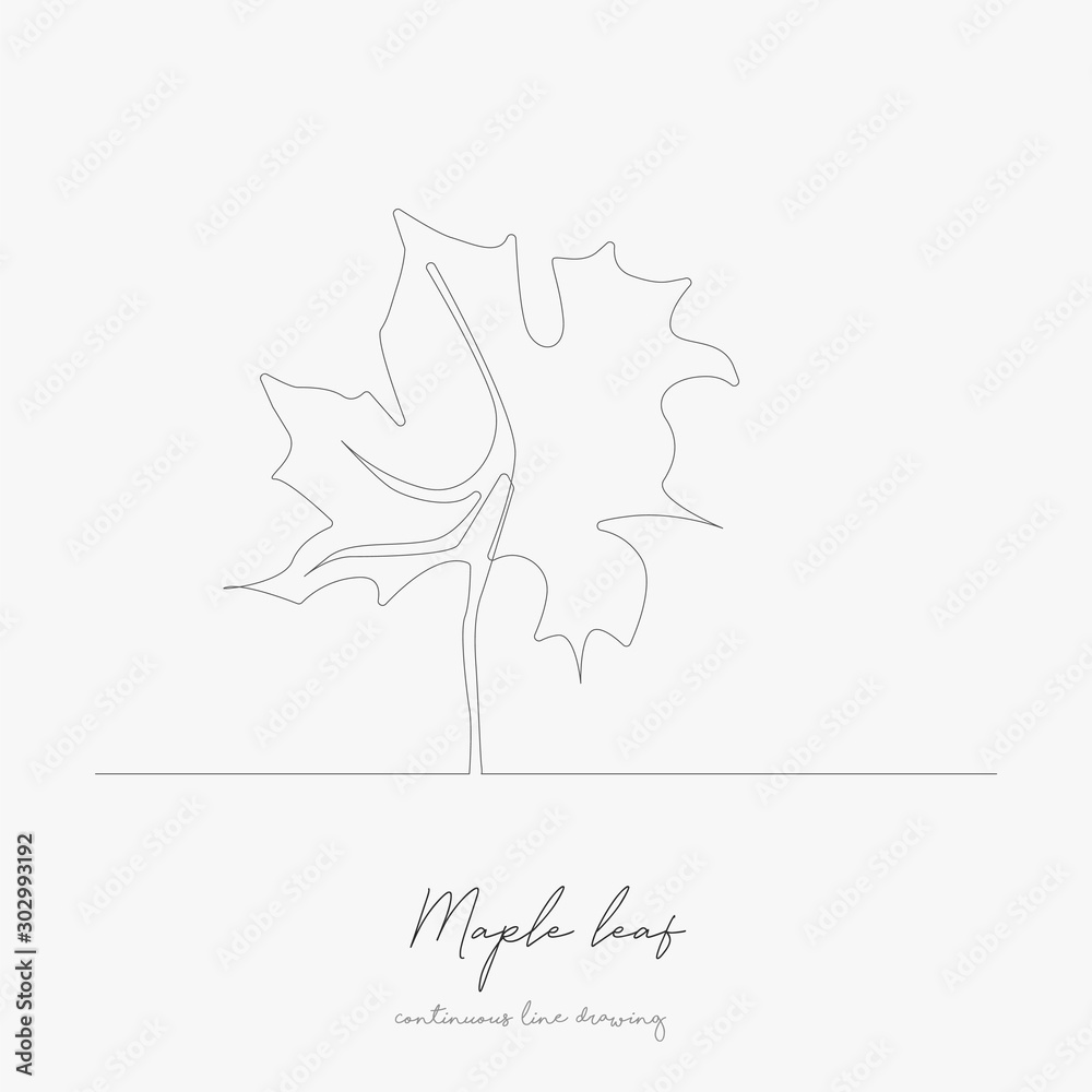 continuous line drawing. maple leaf. simple vector illustration. maple ...