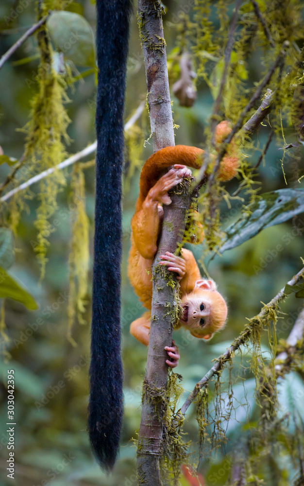 Funny shot of baby monkey (Java langur, ebony lutung, Trachypithecus ...