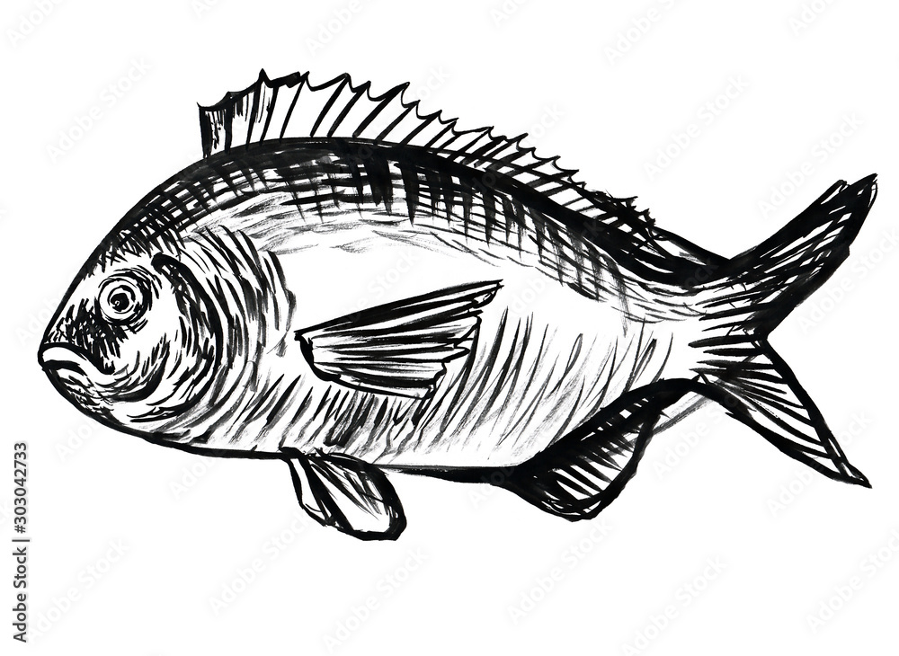 Large perch is hand drawn in black artistic ink. Illustration isolated ...