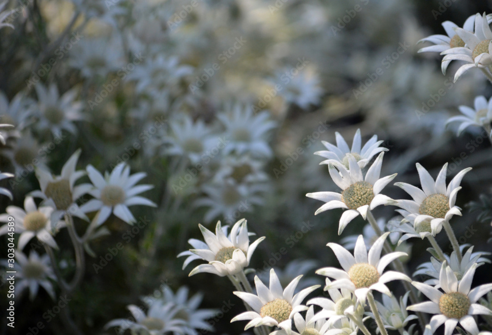 Spring background of Australian native flannel flowers, Actinotus ...