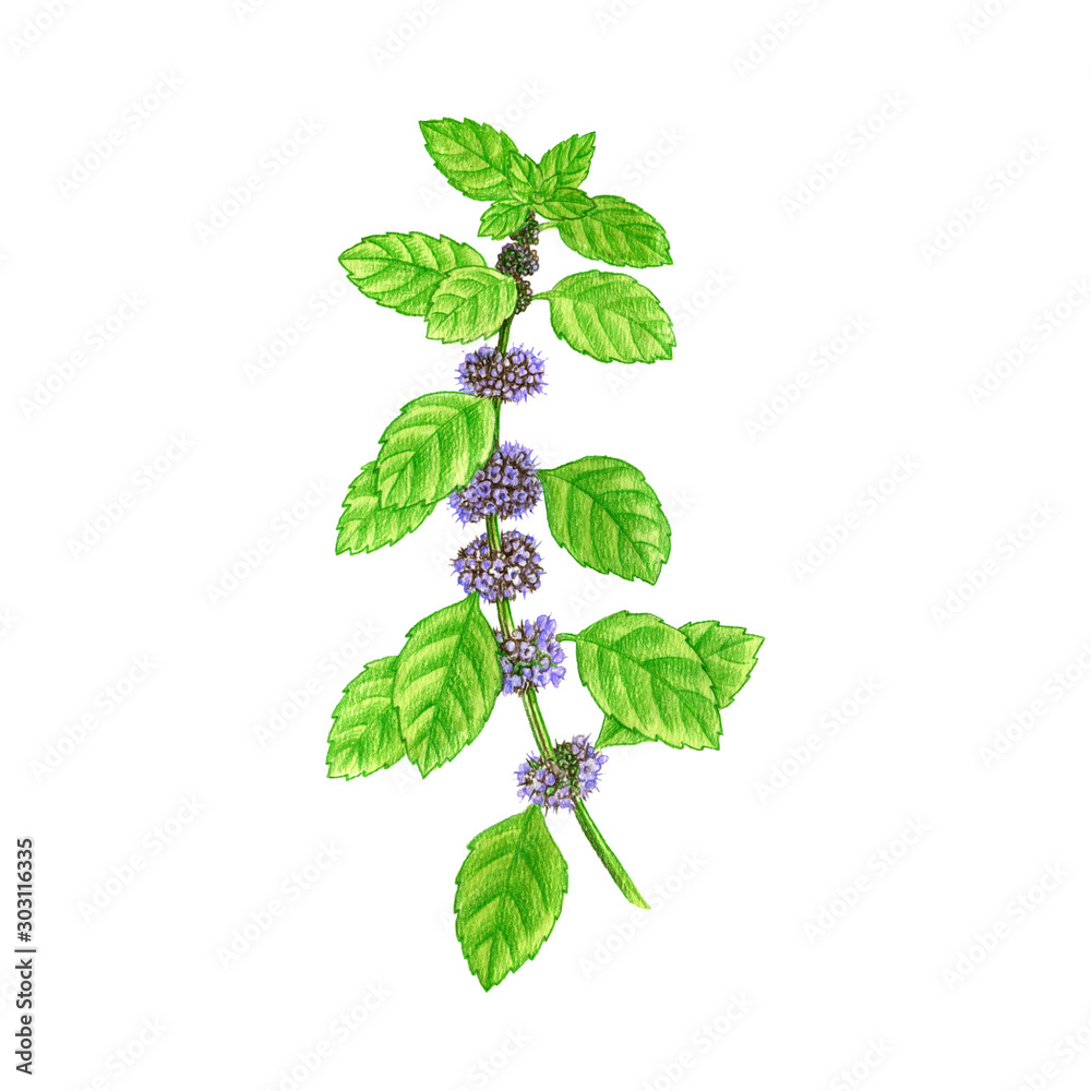 peppermint flower, drawing by colored pencils Stock Illustration ...