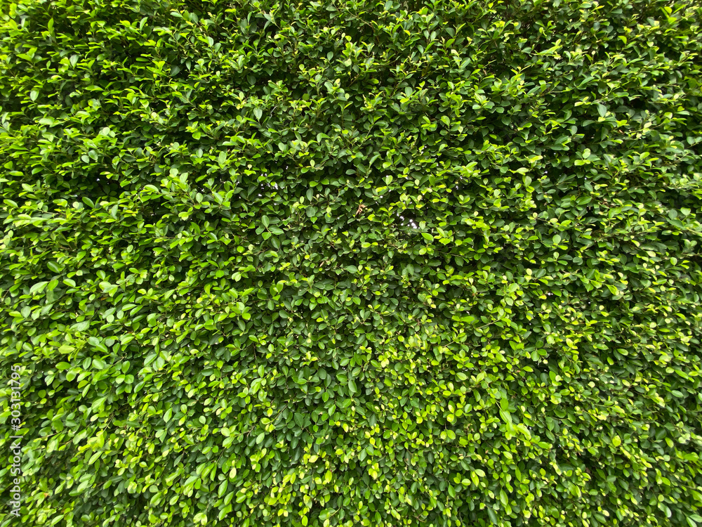 Wall of leaves front view for background and texture. Vibrant of green ...