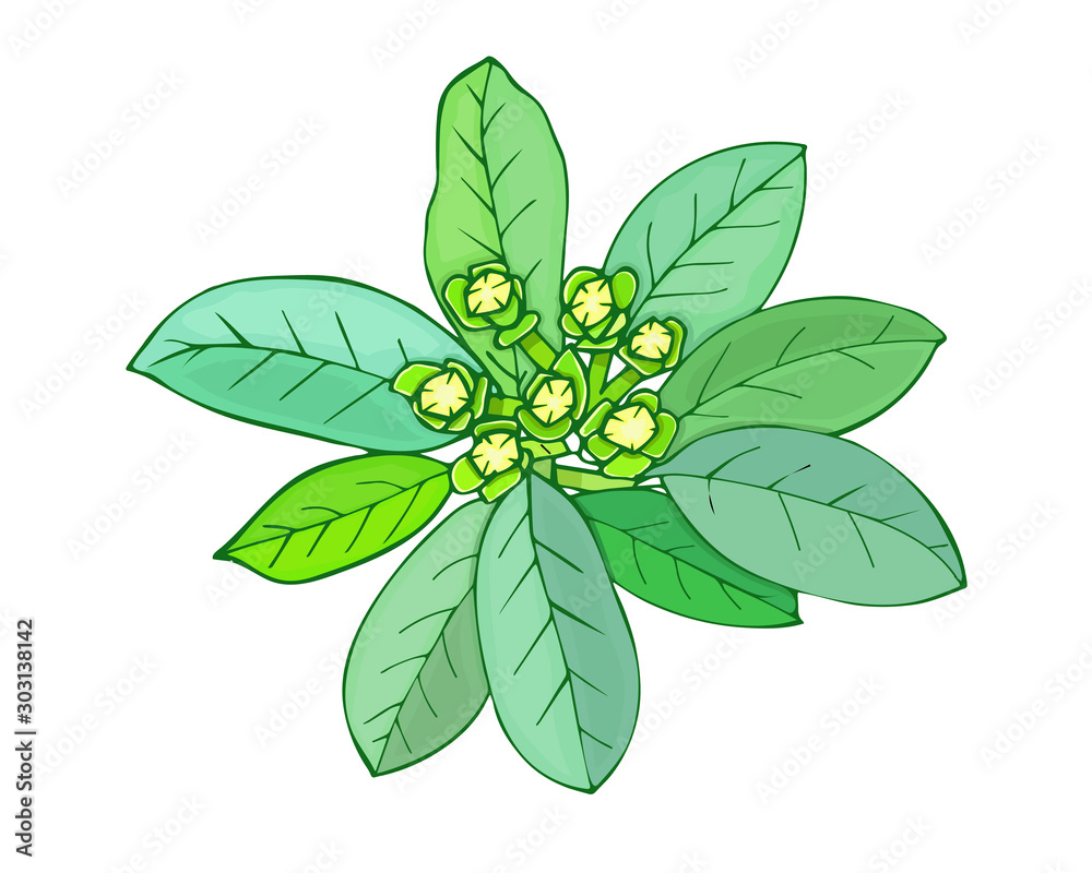 Tropical hand drawn blooming ficus with green leaves isolated on white ...