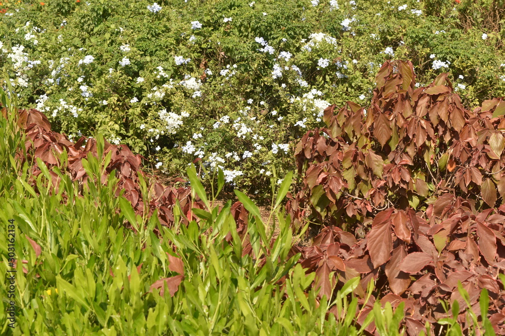 Leaves in Al - Azhar Park in Cairo Stock Photo | Adobe Stock