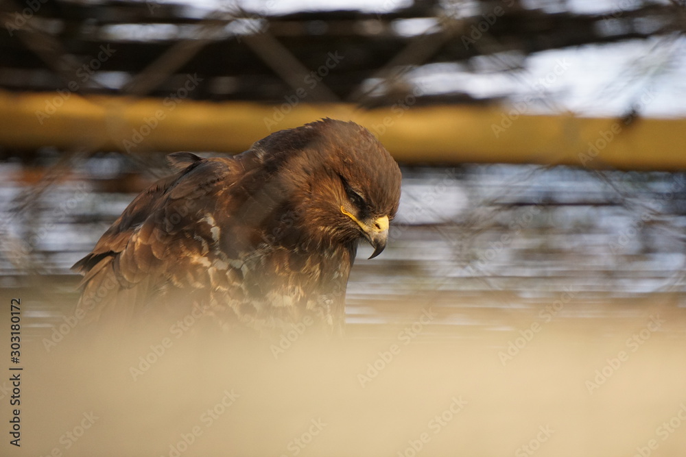 sad hawk behind fence Stock Photo | Adobe Stock