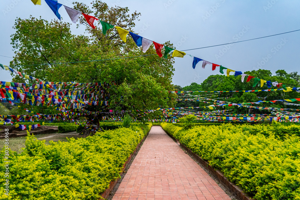 Bodhi tree and buddhist flags in Lumbini, Nepal Stock Photo | Adobe Stock