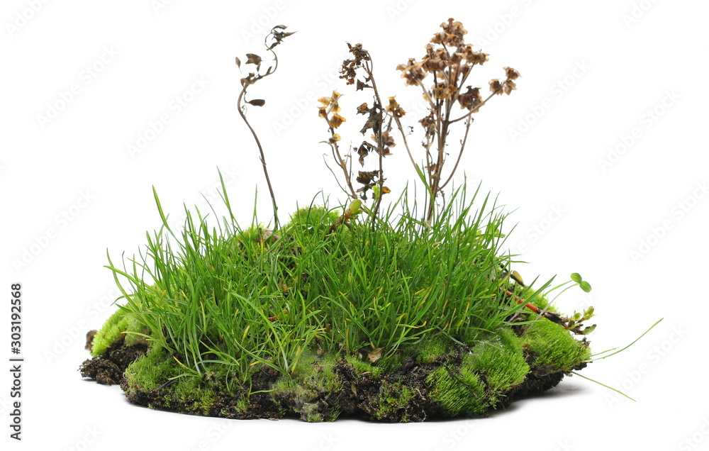 Green grass and moss with dry field flowers isolated on white ...