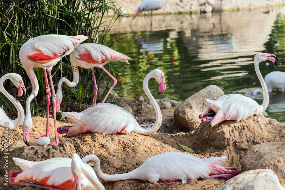 Caribbean pink flamingo at Ras al Khor Wildlife Sanctuary, a wetland ...