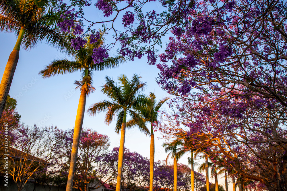 Jacaranda tree with purple flowers during the sunset Stock Photo ...