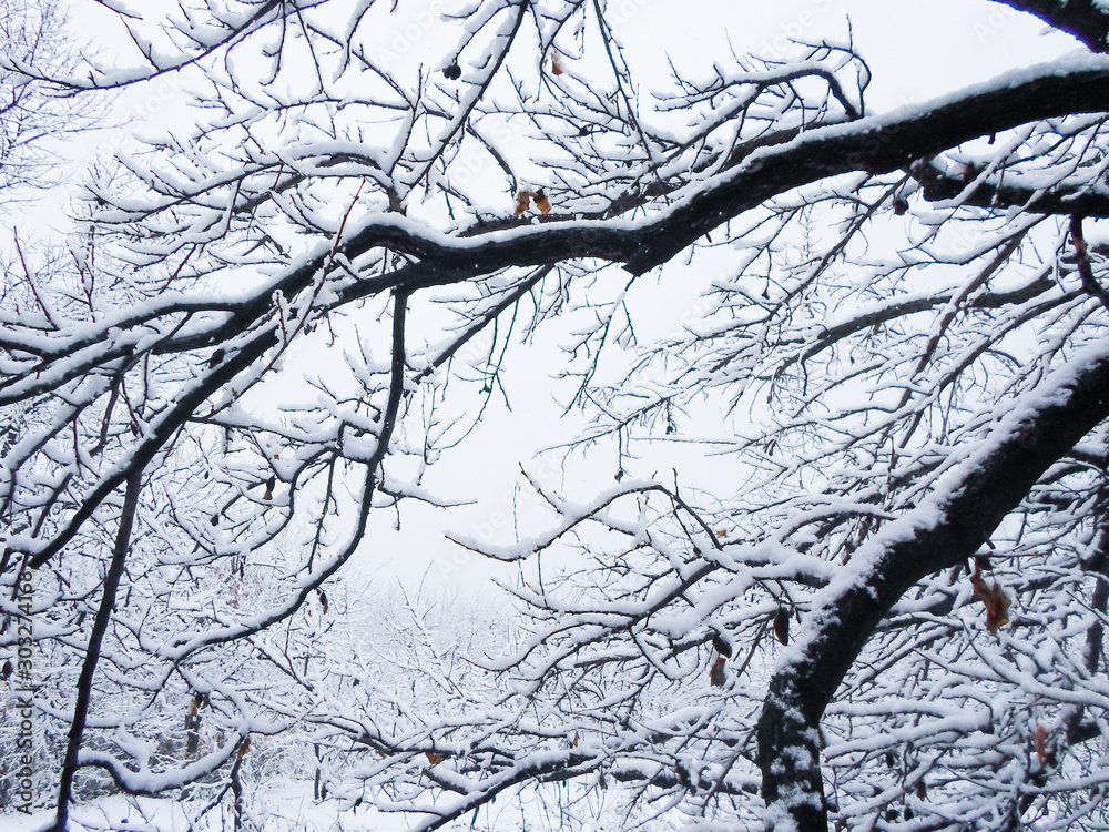 trees covered in heavy snow in October during the first snowfall of the ...
