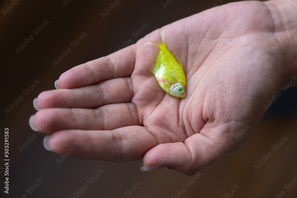 Dead bright green neon ternetzi glow fish laying on opened palm of ...