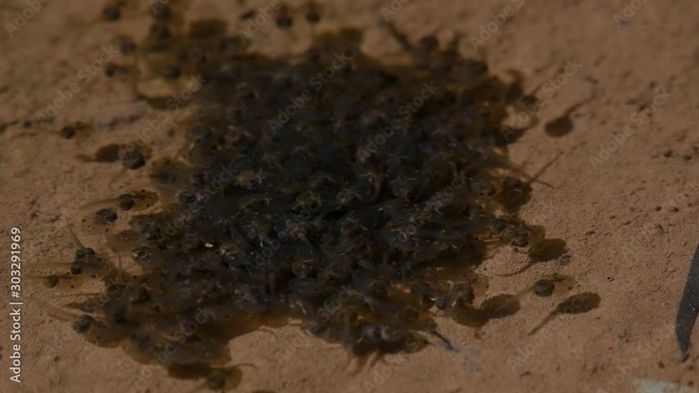 Tadpoles at an early developmental stage pooling together in a shallow ...