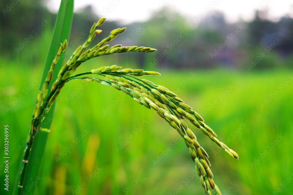 Closeup Of Yellow And Green Paddy Rice Grain Field With Green Leaf And