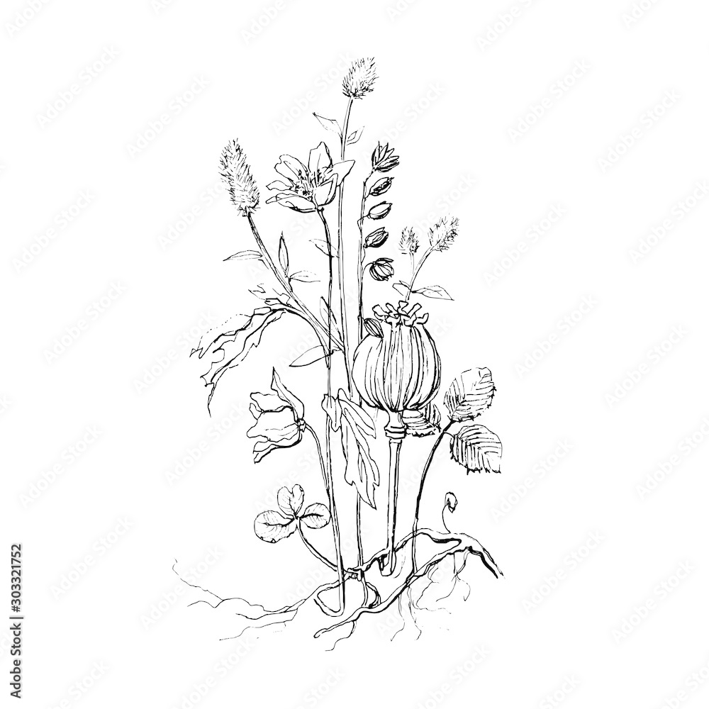 Plant root drawing, Plant Line Drawings, Plant root sketch Stock Vector ...