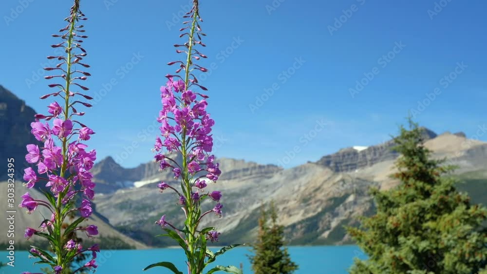 summer purple-pink flowers with clear blue lake view with beautiful ...