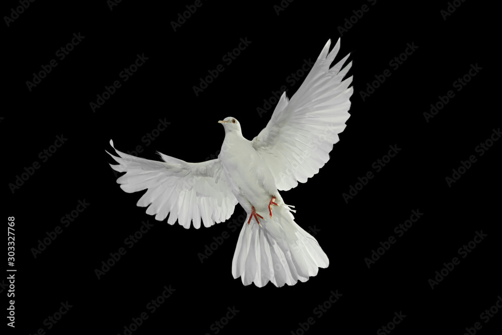 Peace Dove Flying