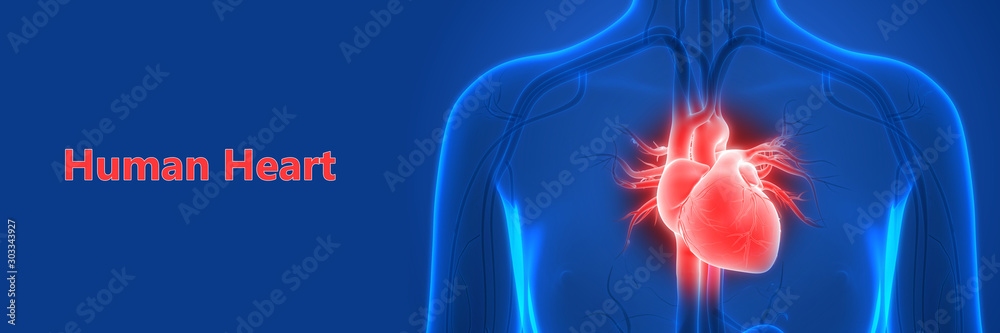 Human Circulatory System Heart Anatomy Stock Illustration | Adobe Stock
