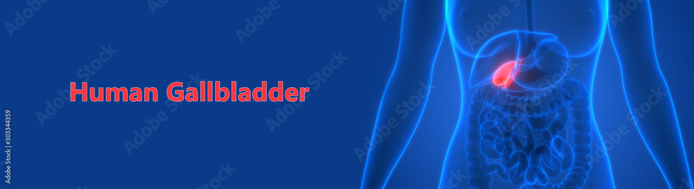 Human Internal Digestive Organ Gallbladder Anatomy Stock Illustration ...