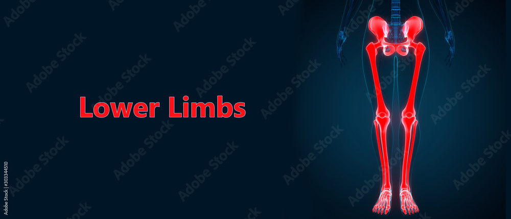 Human Skeleton System Lower Limbs Anatomy Stock Illustration | Adobe Stock