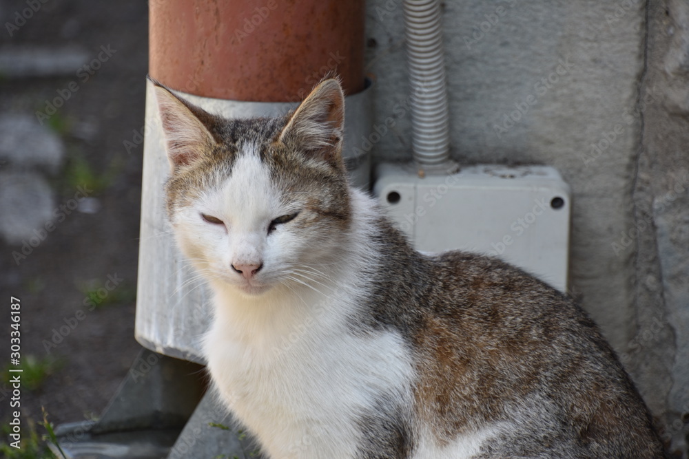 Medium Shot Animal