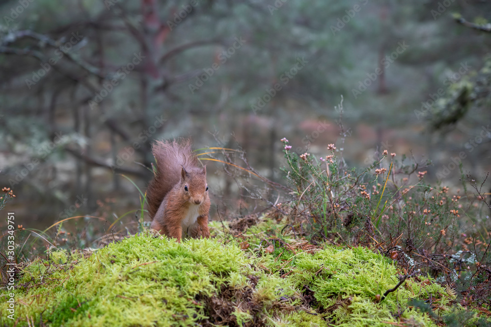 Red Squirrel, Sciurus vulgaris, woodland, forest habitat view with ...