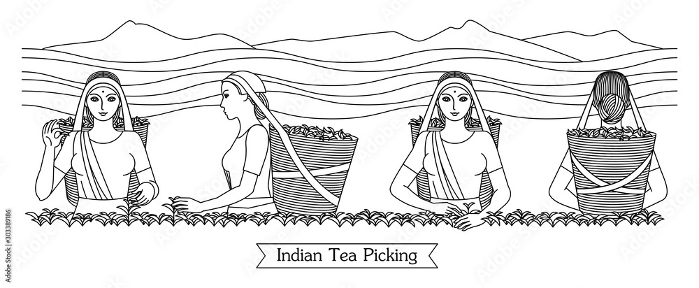 Vecteur Stock Set of black engraved drawing of Indian women picking tea ...