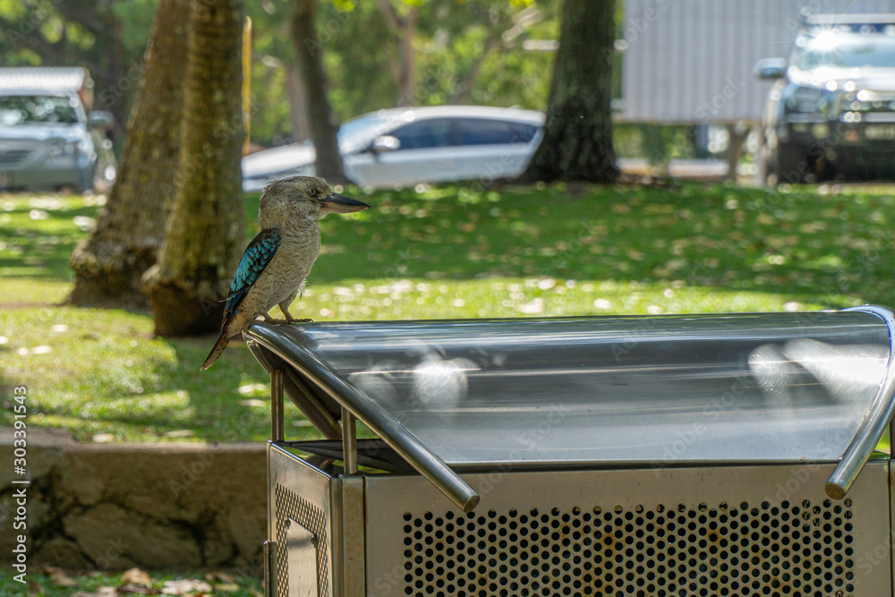 the most famous bird of australia, the kookaburra sits on a mpll barrel ...