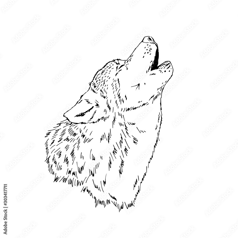 Wolf Lying Down Drawing