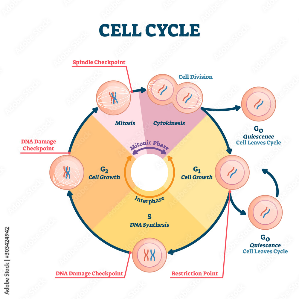 Cell cycle vector illustration. Educational microbiological phases ...