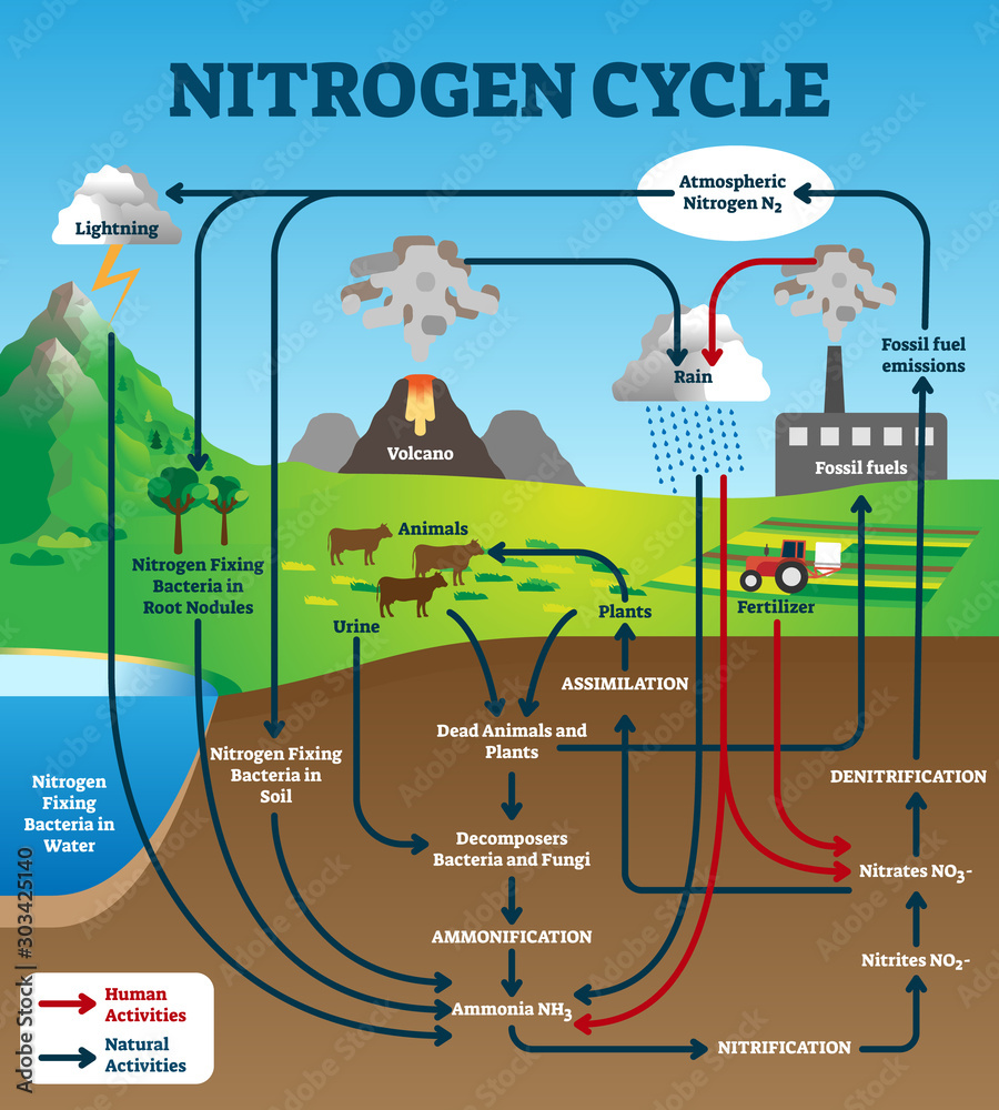 Nitrogen cycle vector illustration. Labeled educational chemical scheme ... Nitrogen cycle vector illustration. Labeled educational chemical scheme ...
