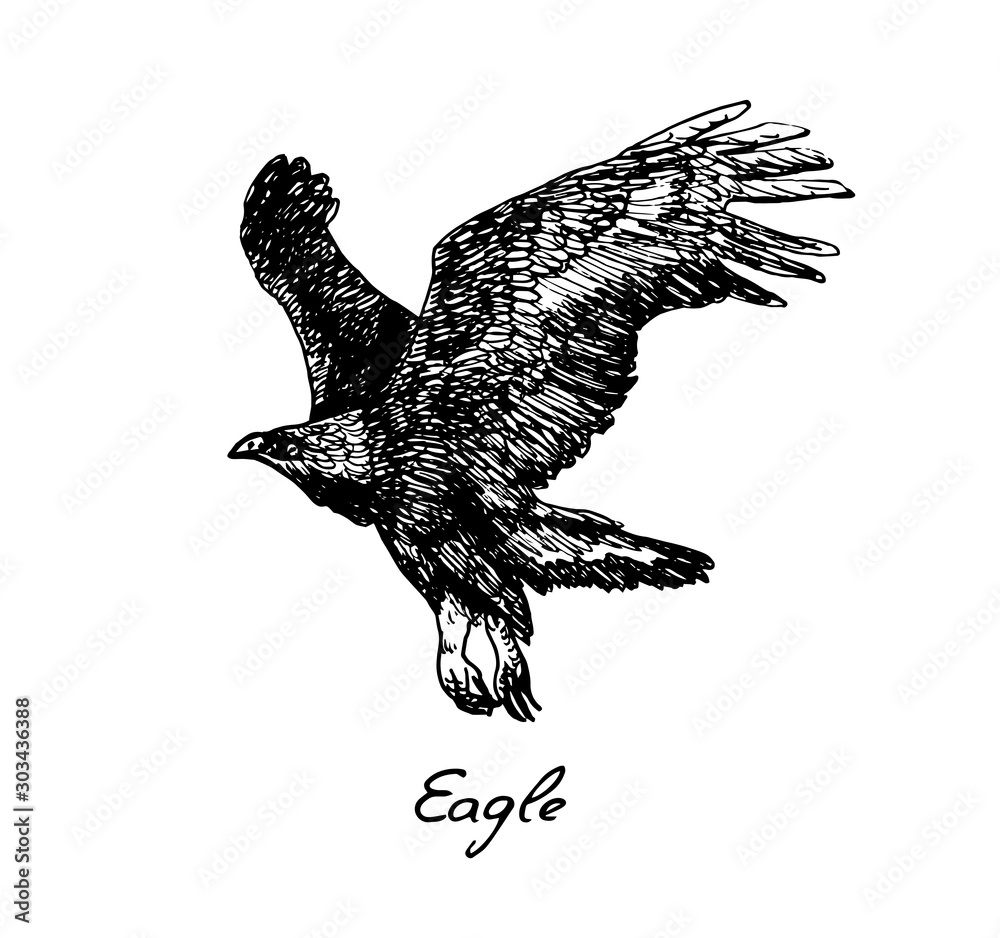 Eagle flying side view, with inscription, hand drawn doodle, sketch in ...