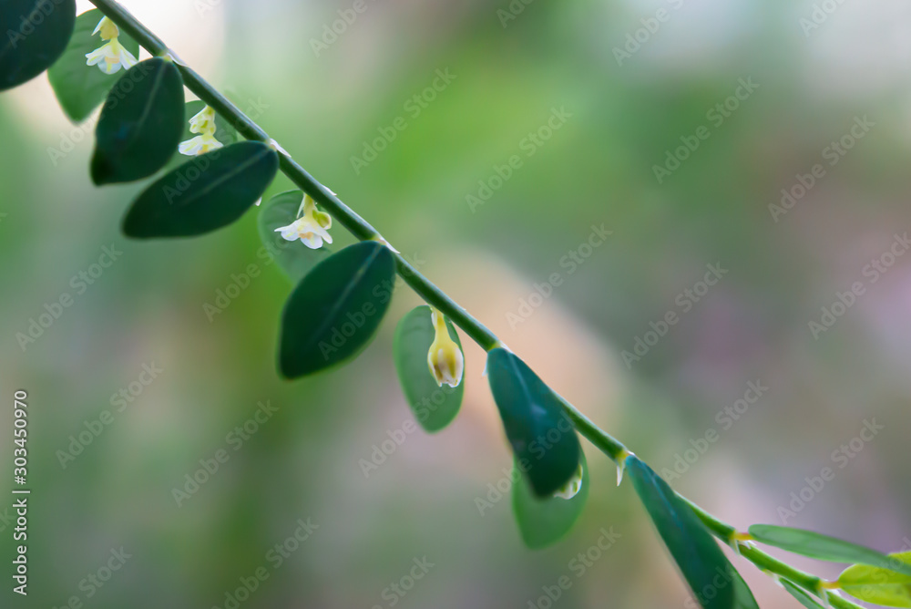 The flowers of the Seed under the leaves are blooming. Stock Photo ...