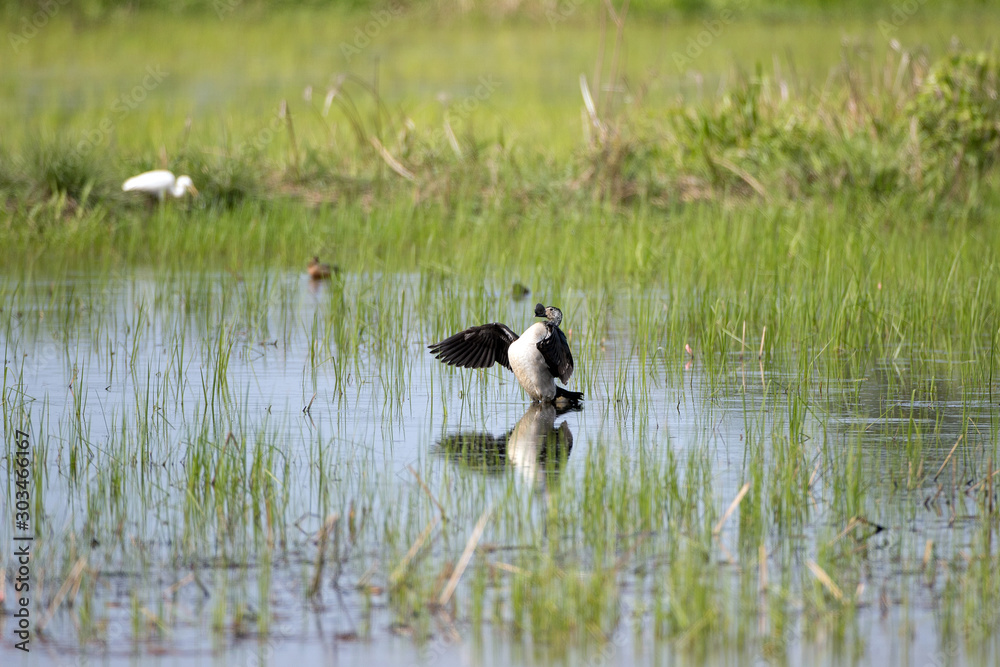 Adult Knob-billed duck (Sarkidiornis melanotos) or African comb duck ...