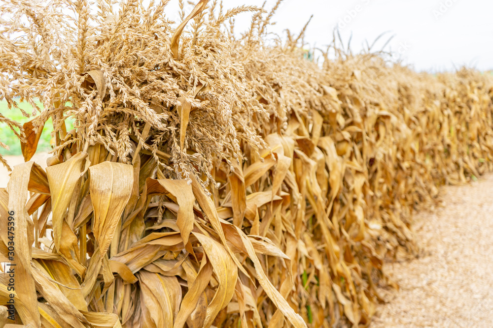 Fall Corn Stalks