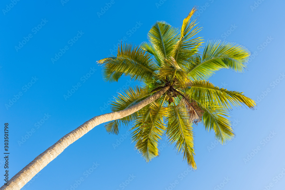 Coconut palm tree perspective view from floor high up on the beach ...