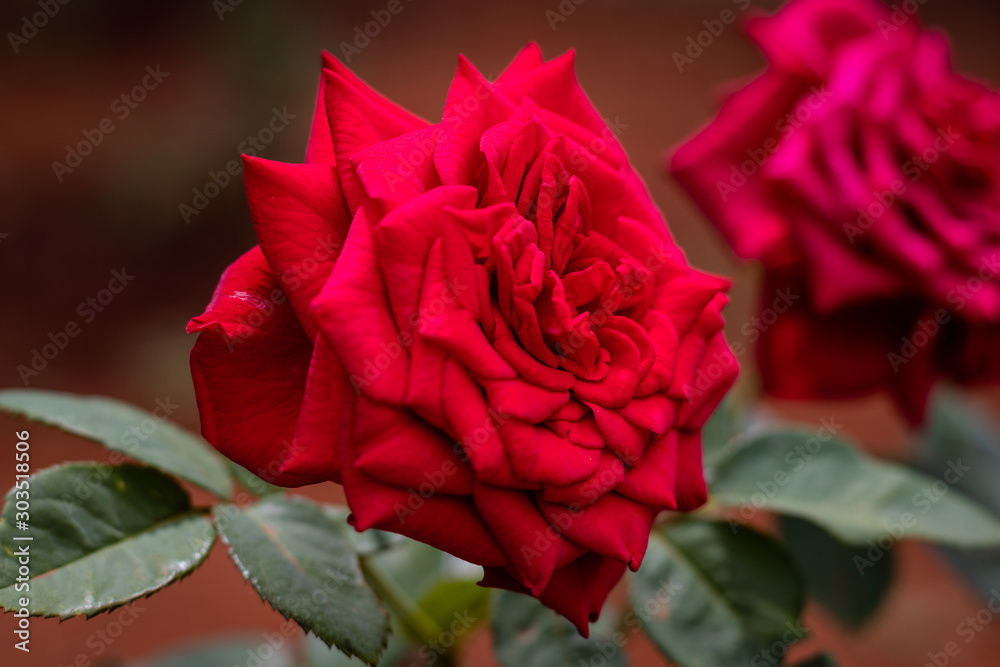 red rose flower with blur background and detail texture Stock Photo ...
