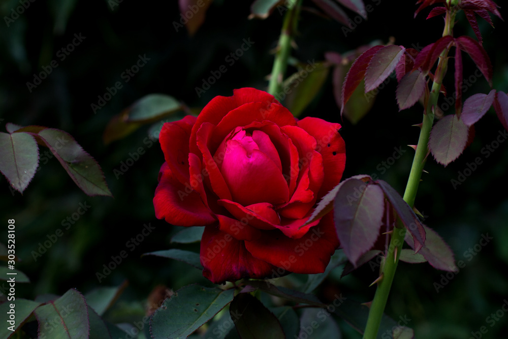 Red Rose With Thorns